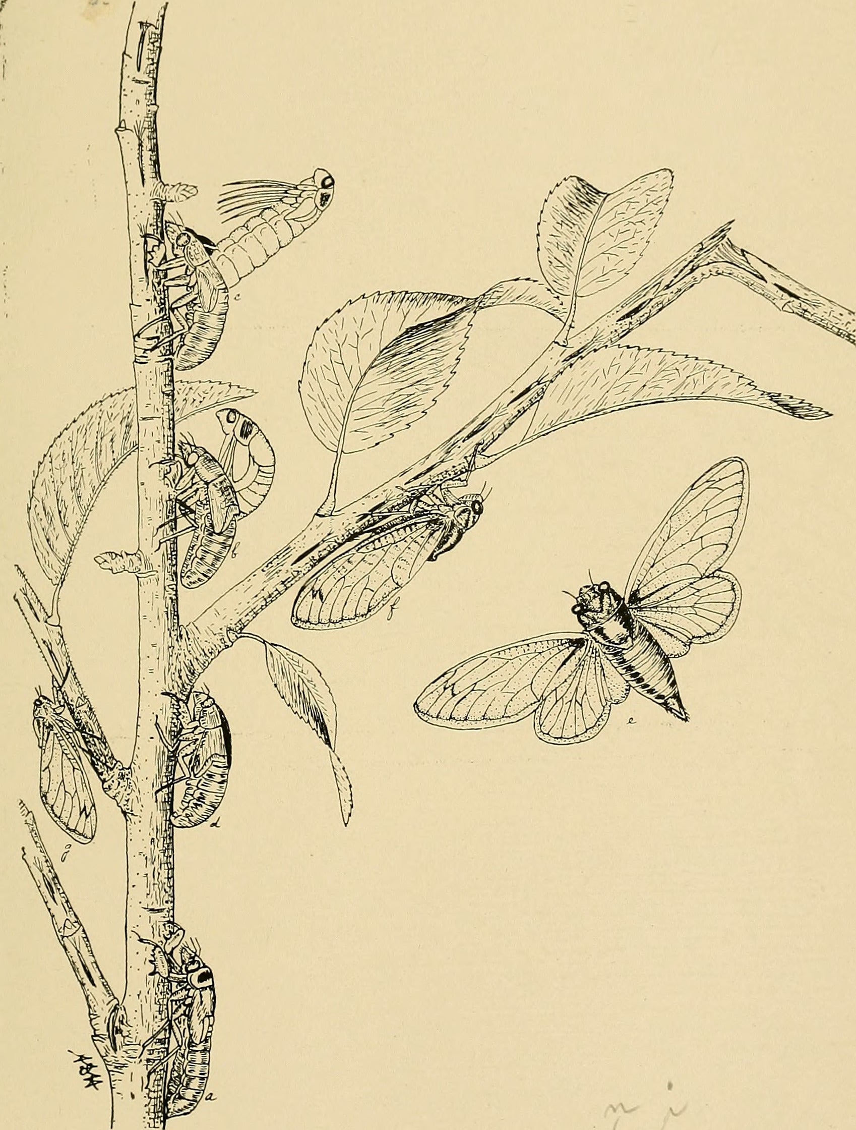 Cicada Drawing