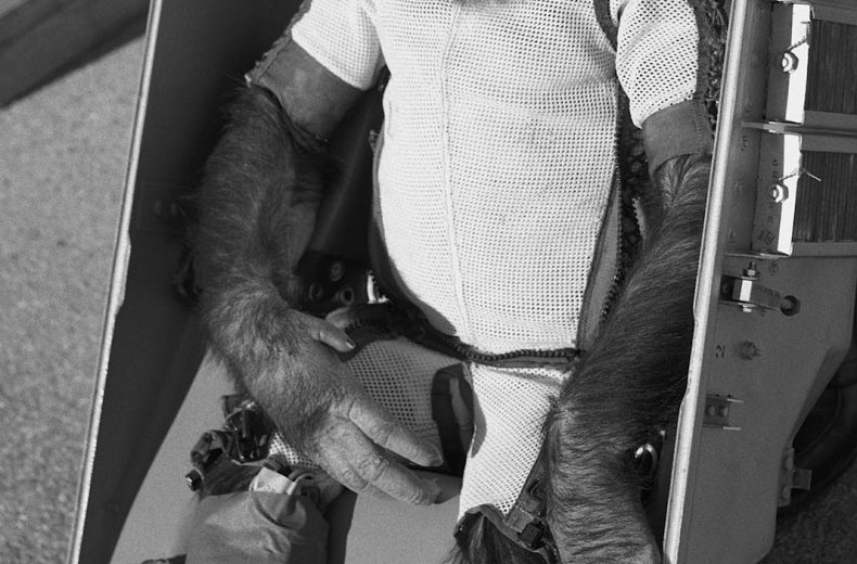 Remembering Ham: The National Zoo's Very Own "Astrochimp" | Boundary Stones